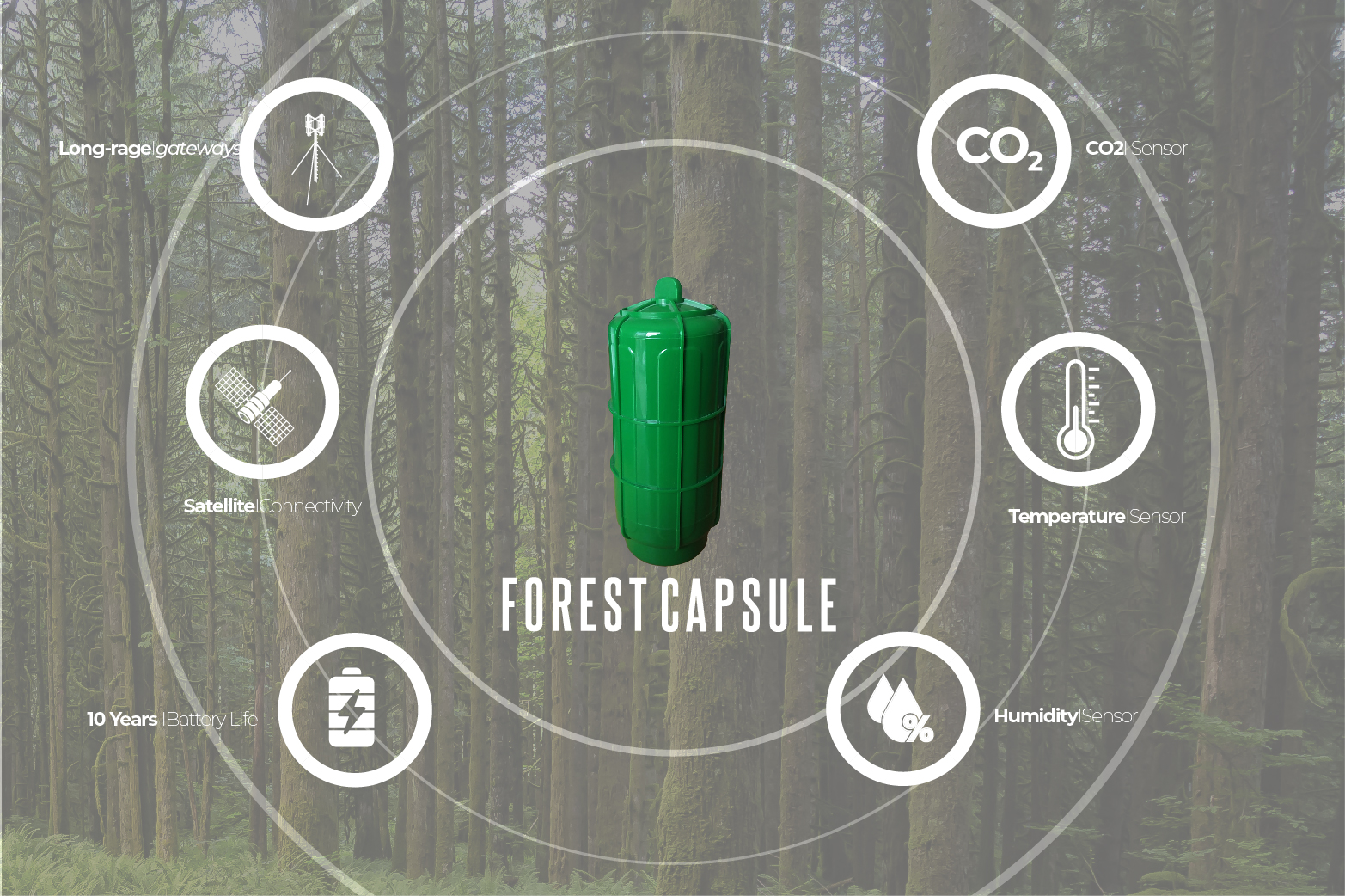 Forest Capsule – Forest Capsule